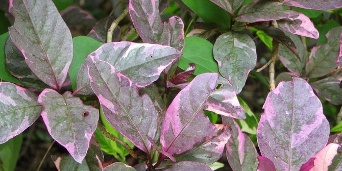 7 Manfaat Daun Ungu Bagi Kesehatan, Salah Satunya Atasi Rematik ...