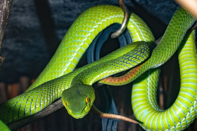 Ciri-ciri Reptilia beserta Keunikannya, Ketahui Macam Klasifikasinya ...
