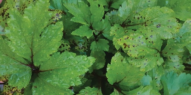5 Manfaat Purwaceng untuk Kesehatan, Bantu Tingkatkan Vitalitas Pria ...