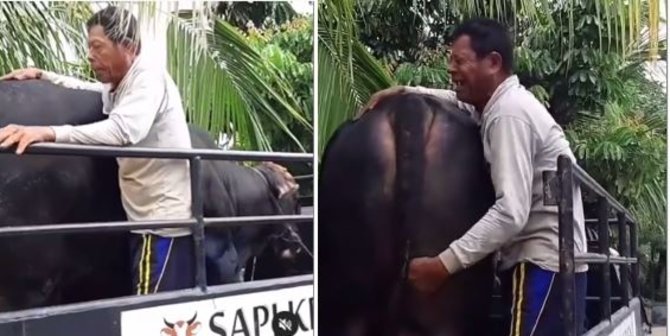Tak Rela Diangkut, Pria Ini Nangis Sesenggukan sambil Memeluk Sapi ...