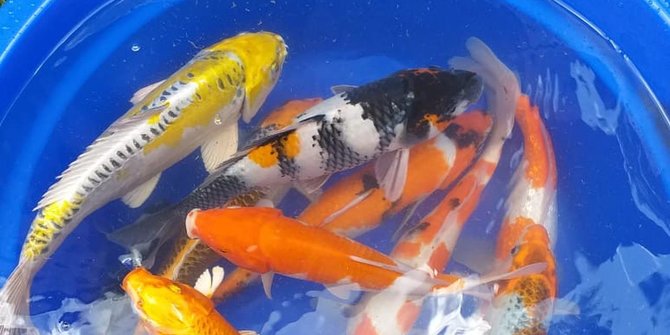 Bangun Ekonomi di Masa Pandemi, Begini Cara Garut Datangkan Wisatawan ...