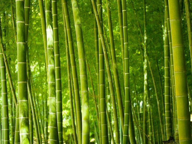 7 Manfaat Bambu bagi Manusia, Bantu Cegah Erosi