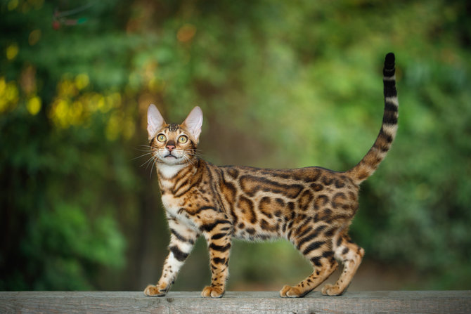 Kucing Bengal dan 4 Ras Lainnya dari Amerika, Kebanggaan Negara Paman ...