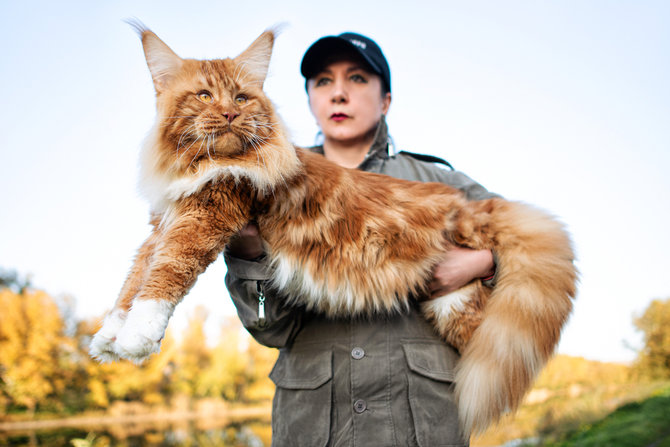 Kucing Bengal dan 4 Ras Lainnya dari Amerika, Kebanggaan Negara Paman ...