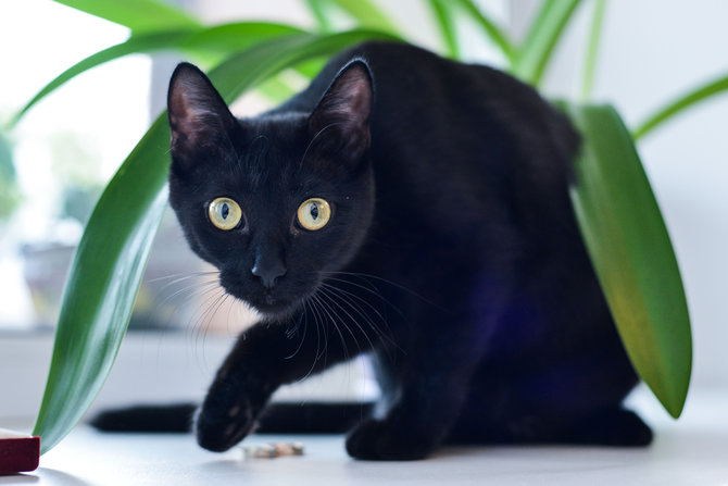 Kucing Bengal dan 4 Ras Lainnya dari Amerika, Kebanggaan Negara Paman ...