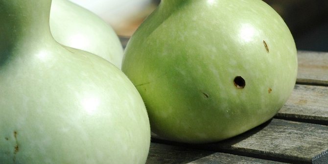 12 Manfaat Labu Air Bagi Kesehatan Tubuh, Bantu Menjaga Sistem ...