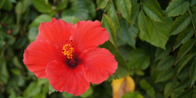 10 Manfaat Bunga Sepatu yang Jarang Diketahui, Salah Satunya Turunkan ...