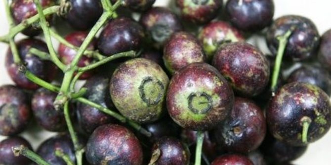 5 Manfaat Buah Gowok untuk Kesehatan, Bantu Atasi Jerawat Membandel | merdeka.com