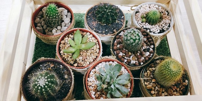 10 Tanaman Hias Mini yang Cocok Dijadikan Suvenir | merdeka.com