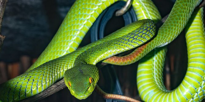 Arti Mimpi Anak Digigit Ular, Pertanda Baik atau Buruk? | merdeka.com