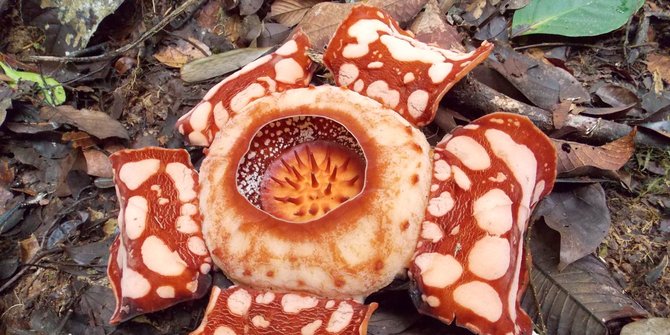 Menilik Rafflesia Merah Putih Si Cantik Berbau Busuk di Tanah Riau ...