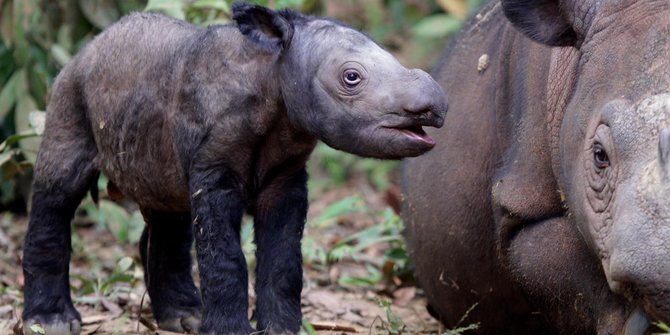CEK FAKTA: Tidak Benar Badak Putih Utara Punah | merdeka.com