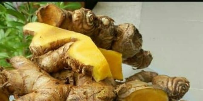 Manfaat Bangle untuk Kesehatan, Bantu Atasi Rematik, Demam, Hingga Obat ...