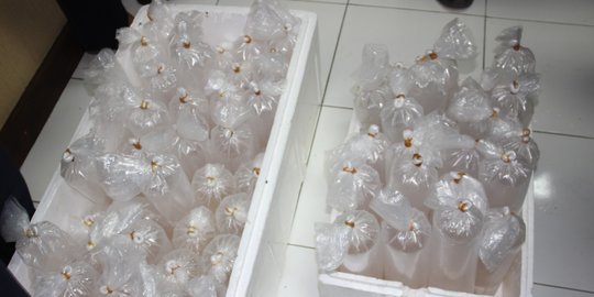 KKP: Benur Lobster Boleh Ditangkap untuk Kepentingan Riset dan Budidaya ... KKP: Benur Lobster Boleh Ditangkap untuk Kepentingan Riset dan Budidaya ...