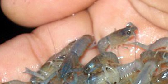 KKP: Benur Lobster Boleh Ditangkap untuk Kepentingan Riset dan Budidaya ... KKP: Benur Lobster Boleh Ditangkap untuk Kepentingan Riset dan Budidaya ...