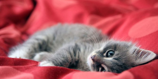 Penyebab Kucing Pilek, Berikut Cara Mengatasinya | merdeka.com