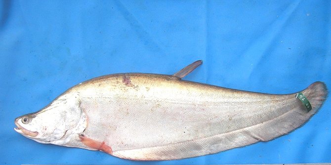 Sudah Langka, Jual dan Makan Ikan Belida Didenda Rp1,5 Miliar | merdeka.com