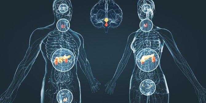 Endokrin adalah Sistem Penghasil Hormon dalam Tubuh, Berikut Ulasannya ...