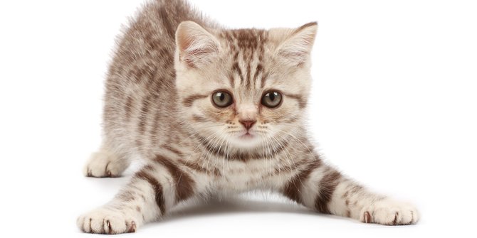 12 Cara Merawat Kucing Baru Lahir Tanpa Induk, Aman dan Praktis ...