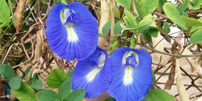 7 Khasiat Bunga Telang Ungu untuk Kesehatan, Lengkap dengan Cara ...