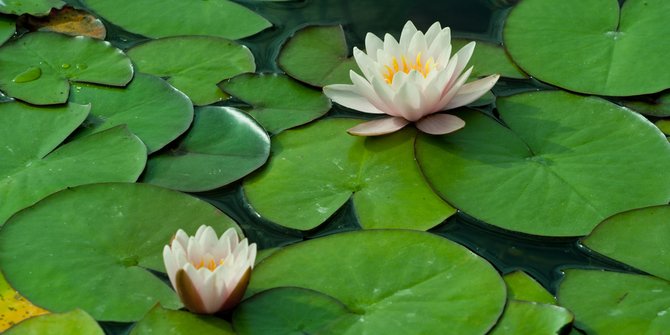 9 Manfaat Akar Bunga Teratai bagi Kesehatan, Tingkatkan Kesehatan ...