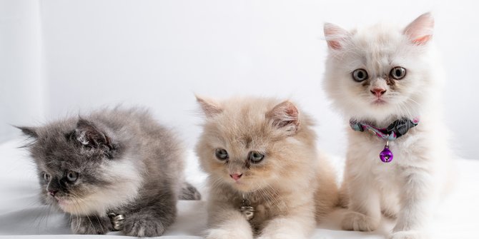 Harga Kucing Persia Peaknose, Berikut Cara Merawatnya | merdeka.com