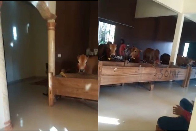 Bikin Melongo, Potret Kandang Sapi Super Mewah Mirip Rumah, Lantainya ...