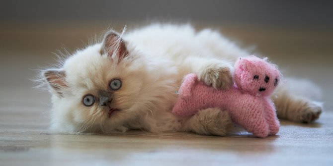 Mengenal Kucing Himalaya Asli, Pahami Karakter dan Cara Merawatnya yang ...