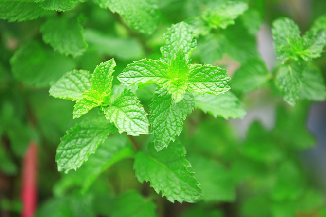 15 Manfaat Peppermint bagi Kesehatan, Kaya Mentol dan Vitamin | merdeka.com