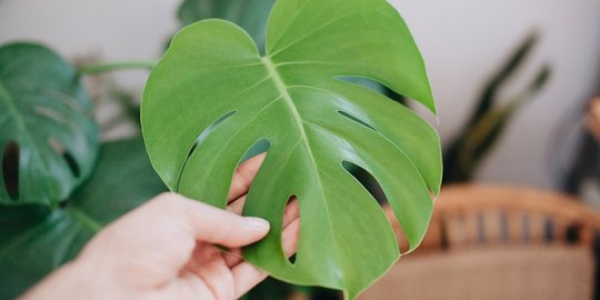 Jenis Monstera Penghias Rumah, Kenali Ciri dan Keunikannya