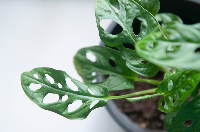 Jenis Monstera Penghias Rumah, Kenali Ciri dan Keunikannya