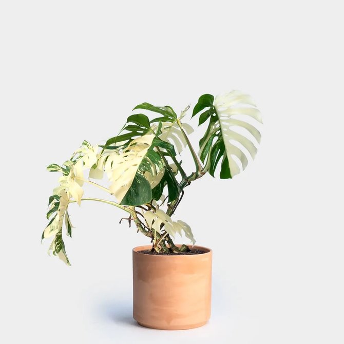 Jenis Monstera Penghias Rumah, Kenali Ciri dan Keunikannya