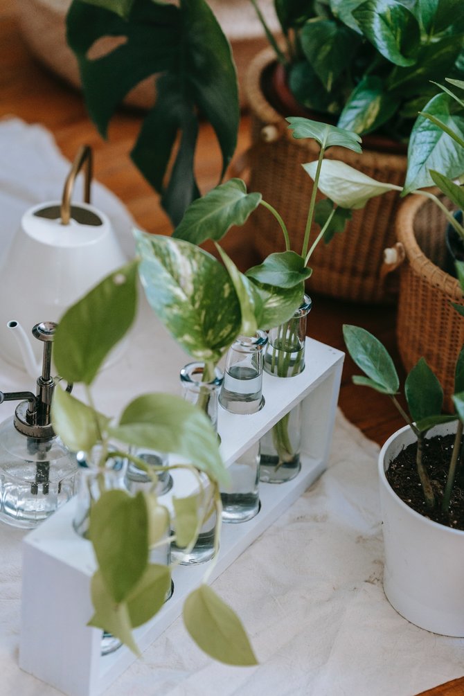 Jenis Monstera Penghias Rumah, Kenali Ciri dan Keunikannya