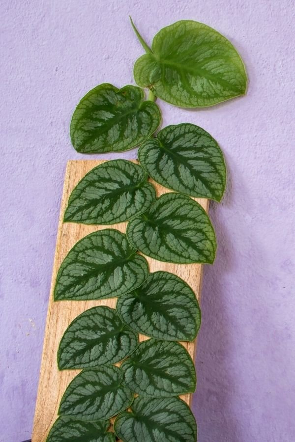 Jenis Monstera Penghias Rumah, Kenali Ciri dan Keunikannya