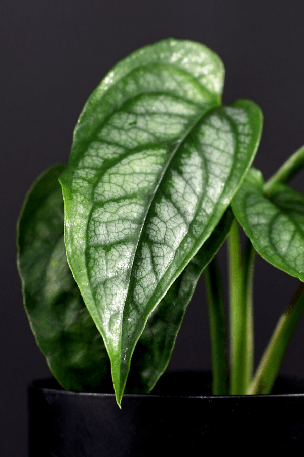 Jenis Monstera Penghias Rumah, Kenali Ciri dan Keunikannya