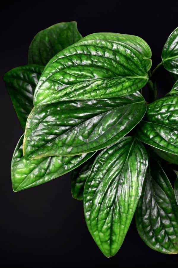 Jenis Monstera Penghias Rumah, Kenali Ciri dan Keunikannya