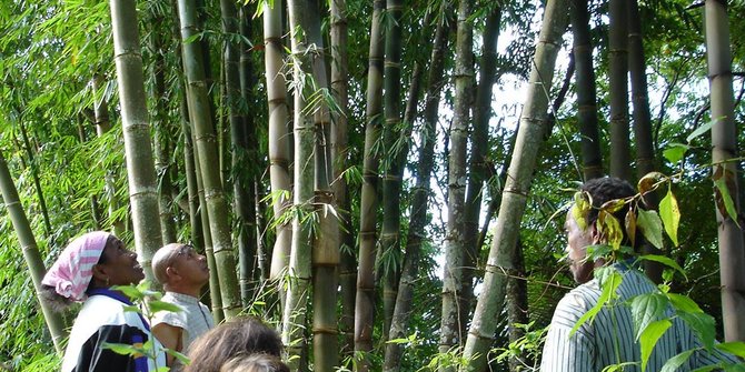 Jenis-Jenis Bambu yang Tumbuh di Indonesia Beserta Karakteristiknya ...