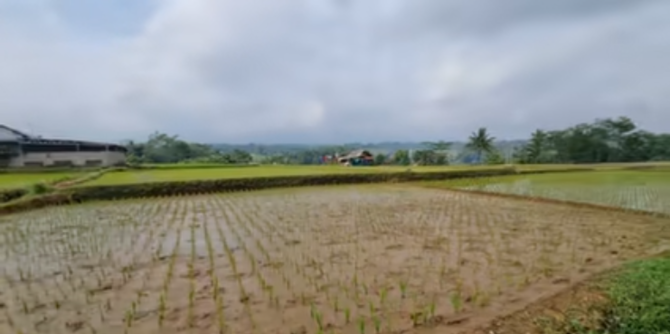 Miliki Sawah Luas Kakek Ini Pilih Tinggal di Gubuk Sederhana | merdeka.com Miliki Sawah Luas Kakek Ini Pilih Tinggal di Gubuk Sederhana | merdeka.com