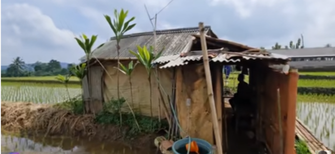Miliki Sawah Luas Kakek Ini Pilih Tinggal di Gubuk Sederhana | merdeka.com Miliki Sawah Luas Kakek Ini Pilih Tinggal di Gubuk Sederhana | merdeka.com