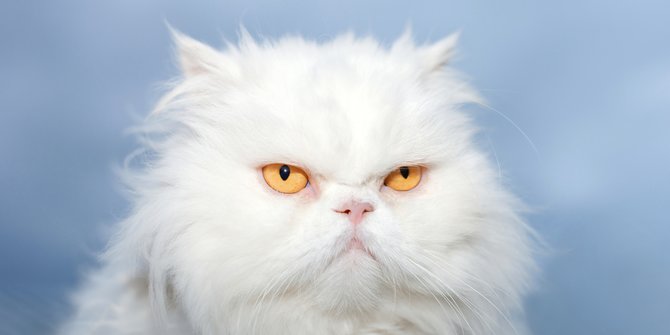 11 Kucing Mahal di Dunia, Ketahui Karakteristik dan Harganya | merdeka.com