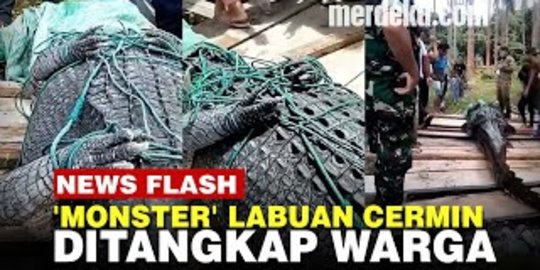 VIDEO: Detik-Detik Buaya Raksasa 'Monster' di Labuan Cermin Ditangkap ...