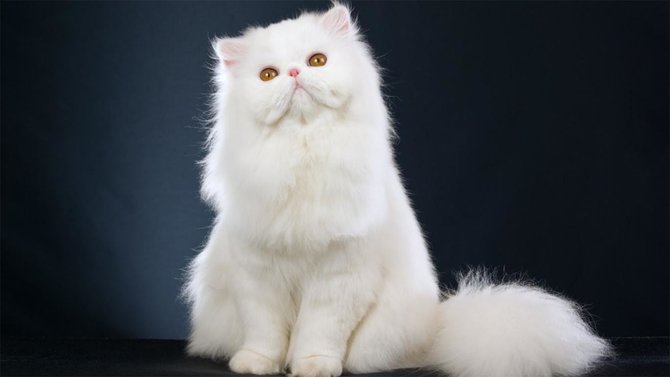 Mengenal Minuman Kucing Anggora, Lengkap Beserta Cara Merawatnya ...