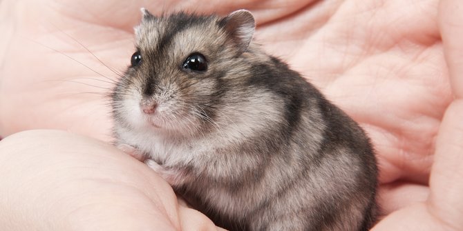 Jenis Hamster Lucu yang Bisa Dipelihara, Pahami Tips Merawatnya ...