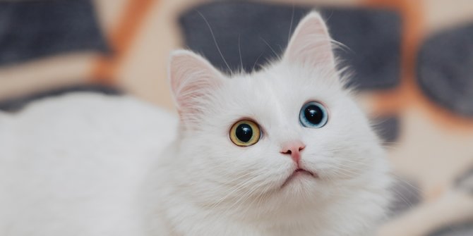 220 Nama Kucing Betina dari A – Z, Panggilan yang Lucu dan Unik ...