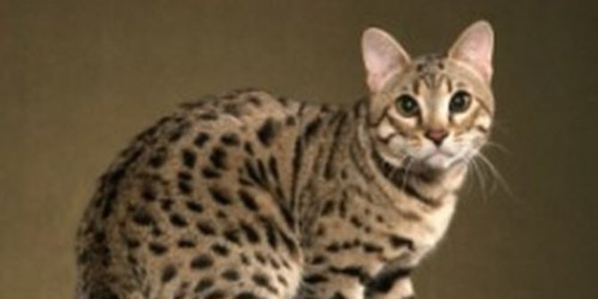 7 Jenis Kucing Hybrid yang Menarik Diketahui, dari Bengal hingga Pixie ...