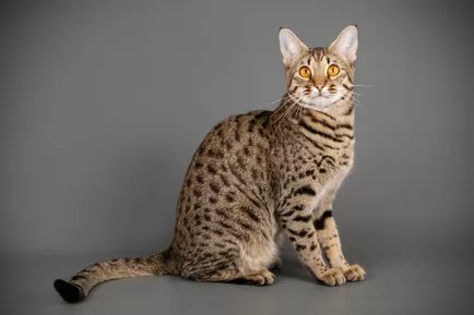 7 Jenis Kucing Hybrid yang Menarik Diketahui, dari Bengal hingga Pixie-Bob