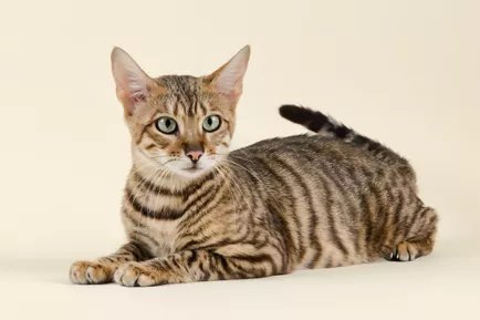 7 Jenis Kucing Hybrid yang Menarik Diketahui, dari Bengal hingga Pixie-Bob