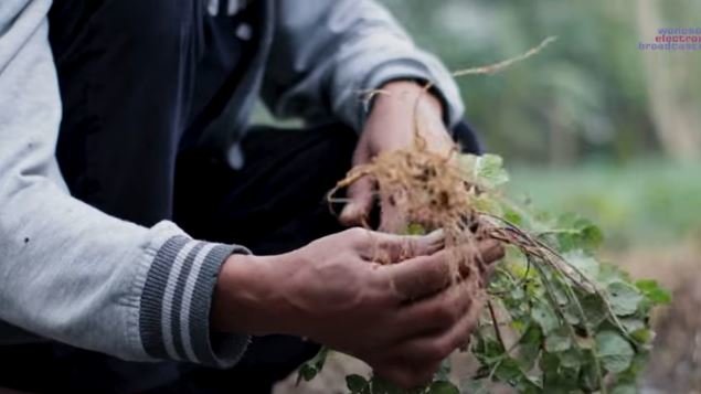 Mengenal Purwaceng, Tanaman Langka dari Dieng yang Jarang Diketahui ...