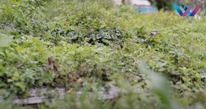 Mengenal Purwaceng, Tanaman Langka dari Dieng yang Jarang Diketahui ...