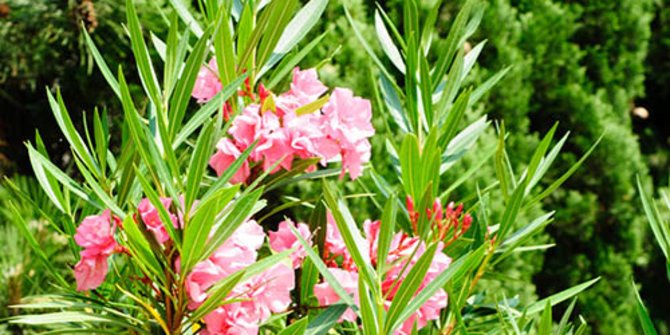 Fungsi Hormon Auksin pada Tumbuhan, Berikut Penjelasannya | merdeka.com